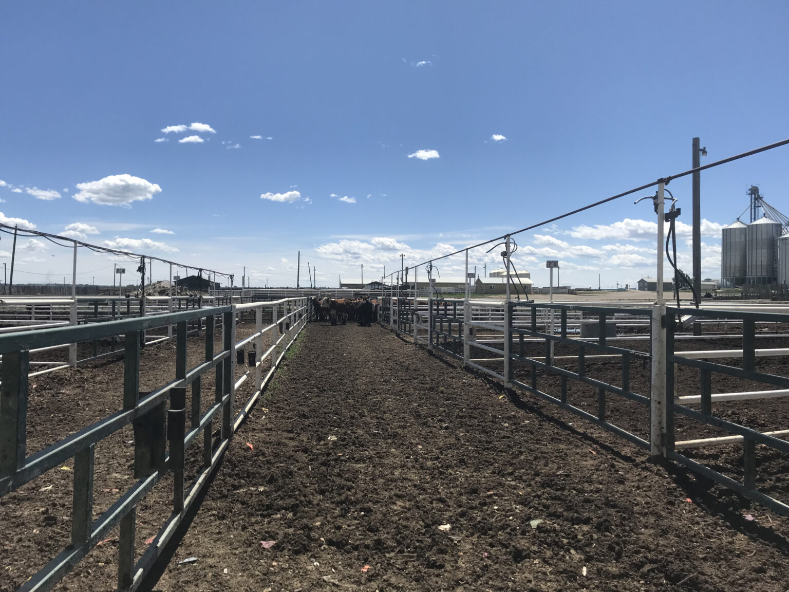 Feedlot - Antimicrobial Resistance Opportunity Mapping